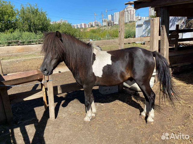 Продаю пони