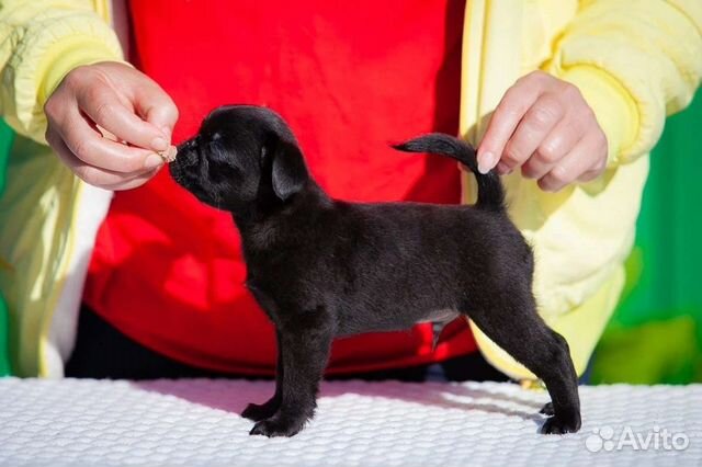 Пти брабансон