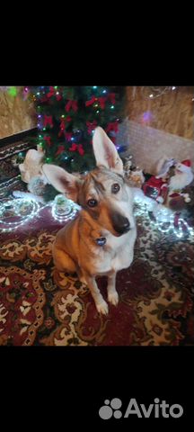 Собака Балуша хаски ищет дом