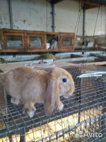 Продаю кроликов