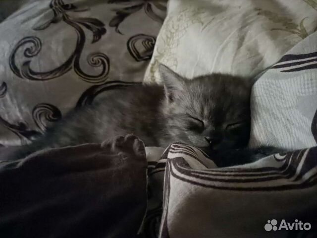 Котенок в добрые руки