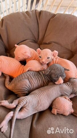 Котятки сфинксы и эльфы