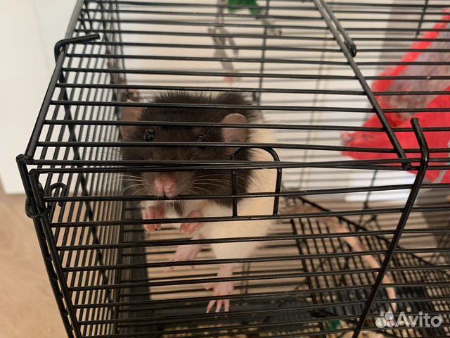 Крыса дамбо мальчик