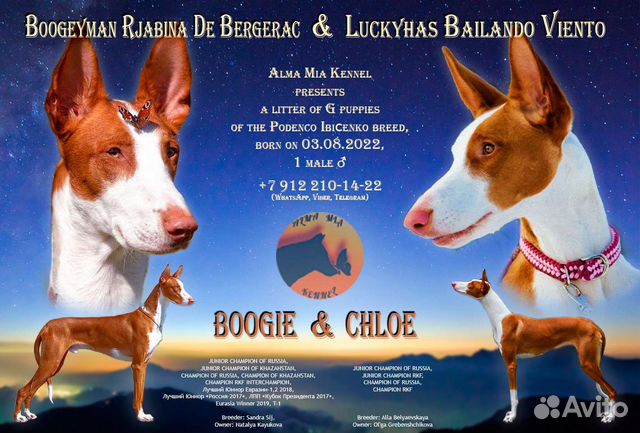 Поденко ибиценко (ивисская борзая, ибизан)