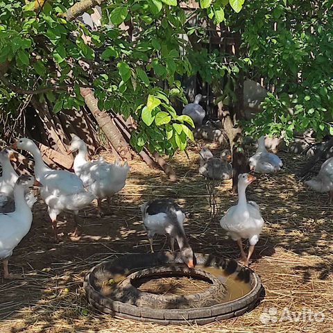 Гусята 2 месяца