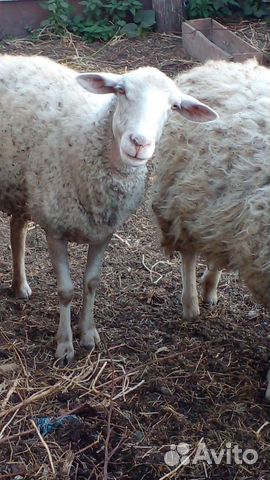 Продаются 7 овечек суягные