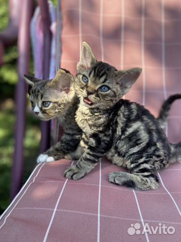 Котята девон рекс