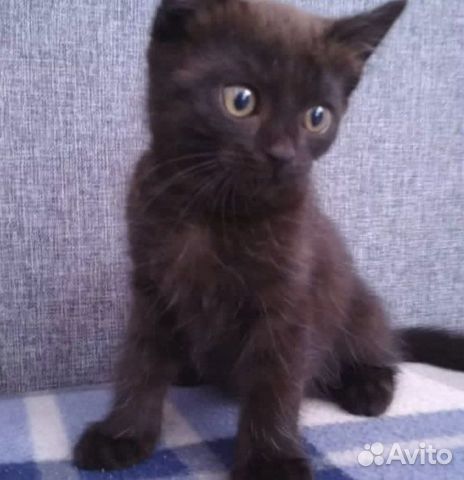 Котенок ищет дом