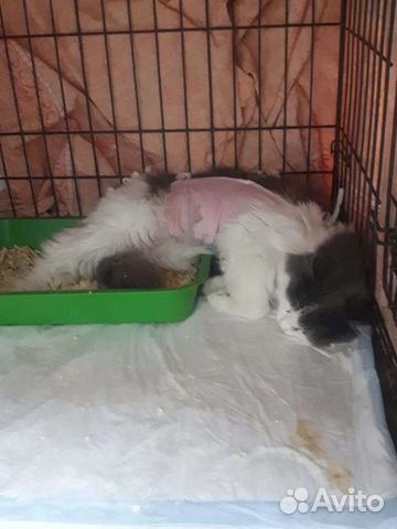 Помогите коту после пожара