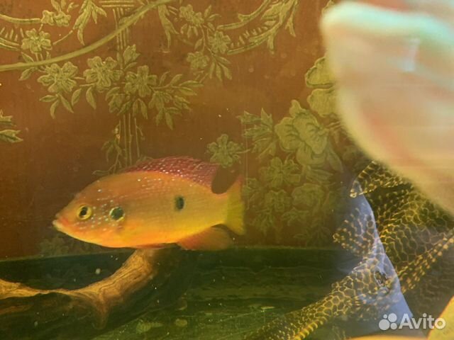 Хромис красавец мальки 2 месяца