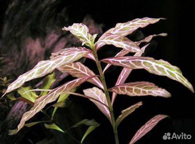 Гигрофила многосемянная