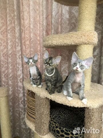 Котята девон-рекс