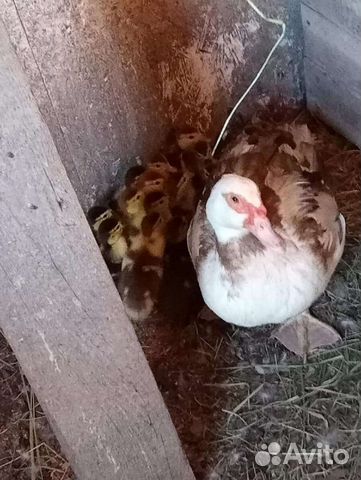 Мускусные утята индоутки вылупились 20 июля