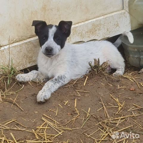 Щенки из приюта в добрые руки