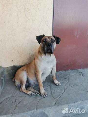 Южноафриканский бурбуль