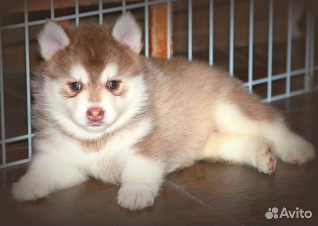 Шоколадный кобель Помски