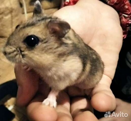 Джунгарские хомячки