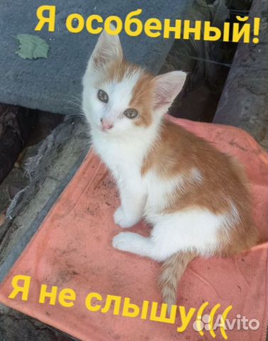 Глухой котенок,выживающий на улице