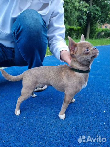 Лиловая девочка чихуахуа