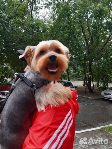 Йоркширский терьер