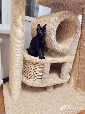 Черная как ночь