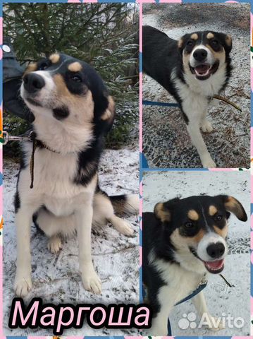 Девочки щенули в добрые руки