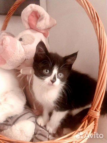 Котенок девочка Капелька