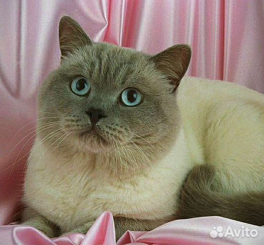 Кот Тайская порода кастрирован