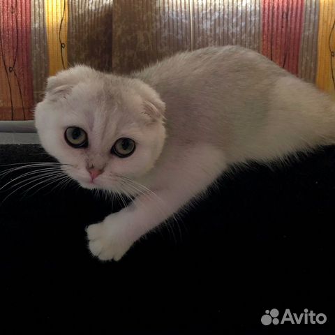 Отдам вислоухую шотландскую кошечку бесплатно