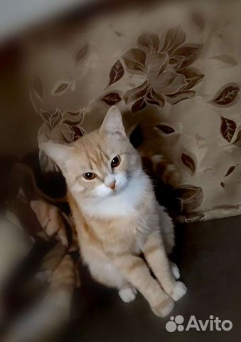 Кошка в дар бесплатно