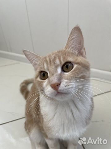 Котенок