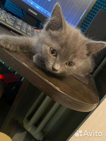Котята скотиш фолд, чистый шотландский котёнок