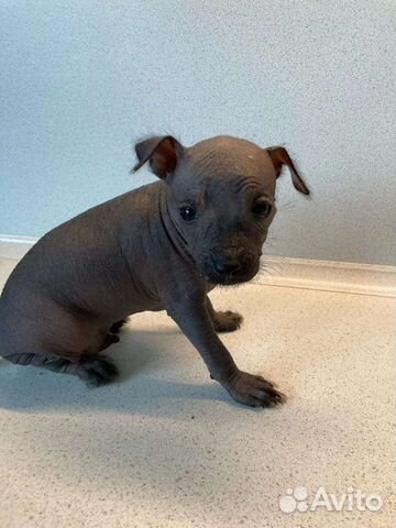 Ксолоитцкуинтли мини щенок