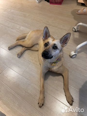 Маленькая собачка в добрые руки