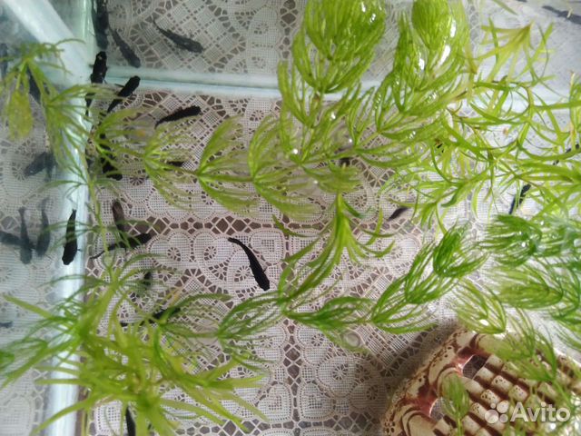 Моллинезия