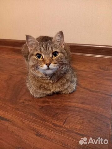 Кошка в дар