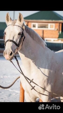 Спортивная лошадь