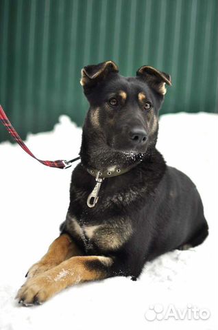 Собака в добрые руки