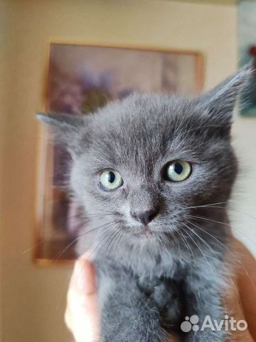 Британские котята