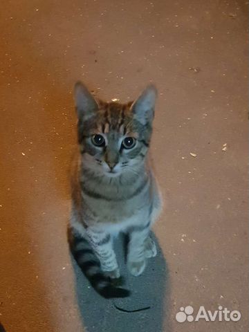 Котенок Тимоша 5мес табби полосатый