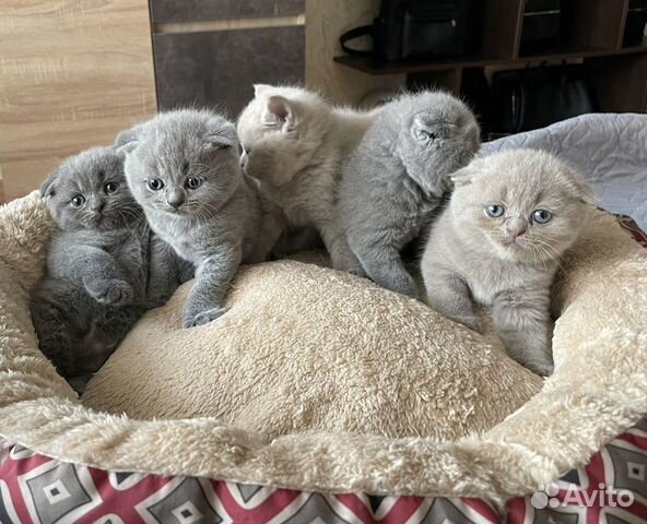 Шотландские вислоухие котята