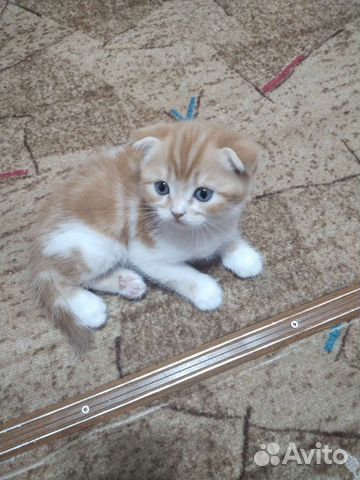 Шотландский котёнок