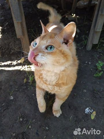 Кошка метис сфинкс рекс