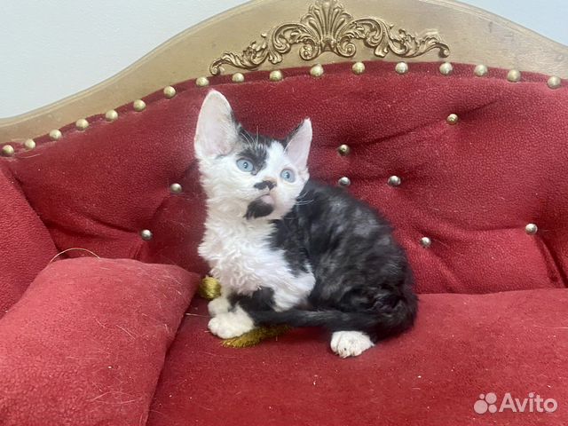 Девон рекс котик Ален