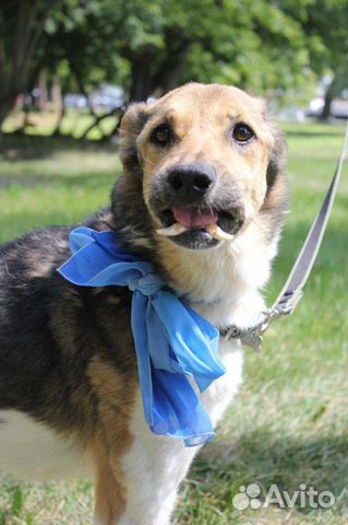 У собаки Зиты почти не зубов