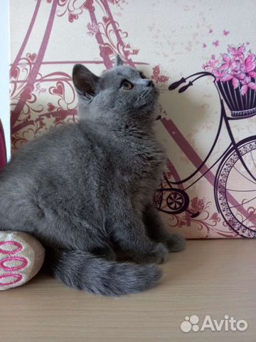 Британские котята