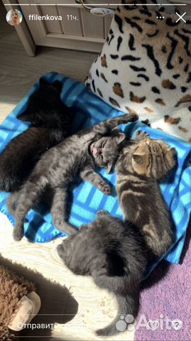 Продаю котят