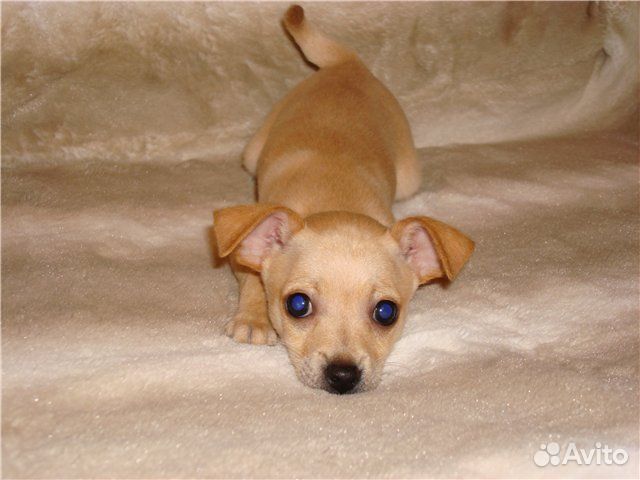 Щенки тойтерьера