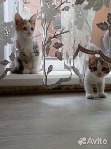 Котята трехцветки