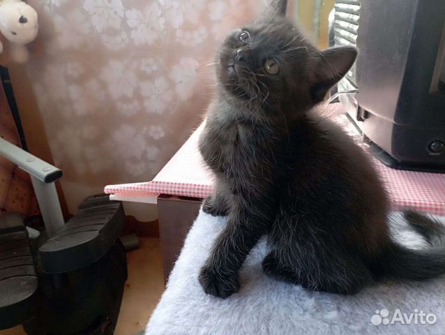 Кошка